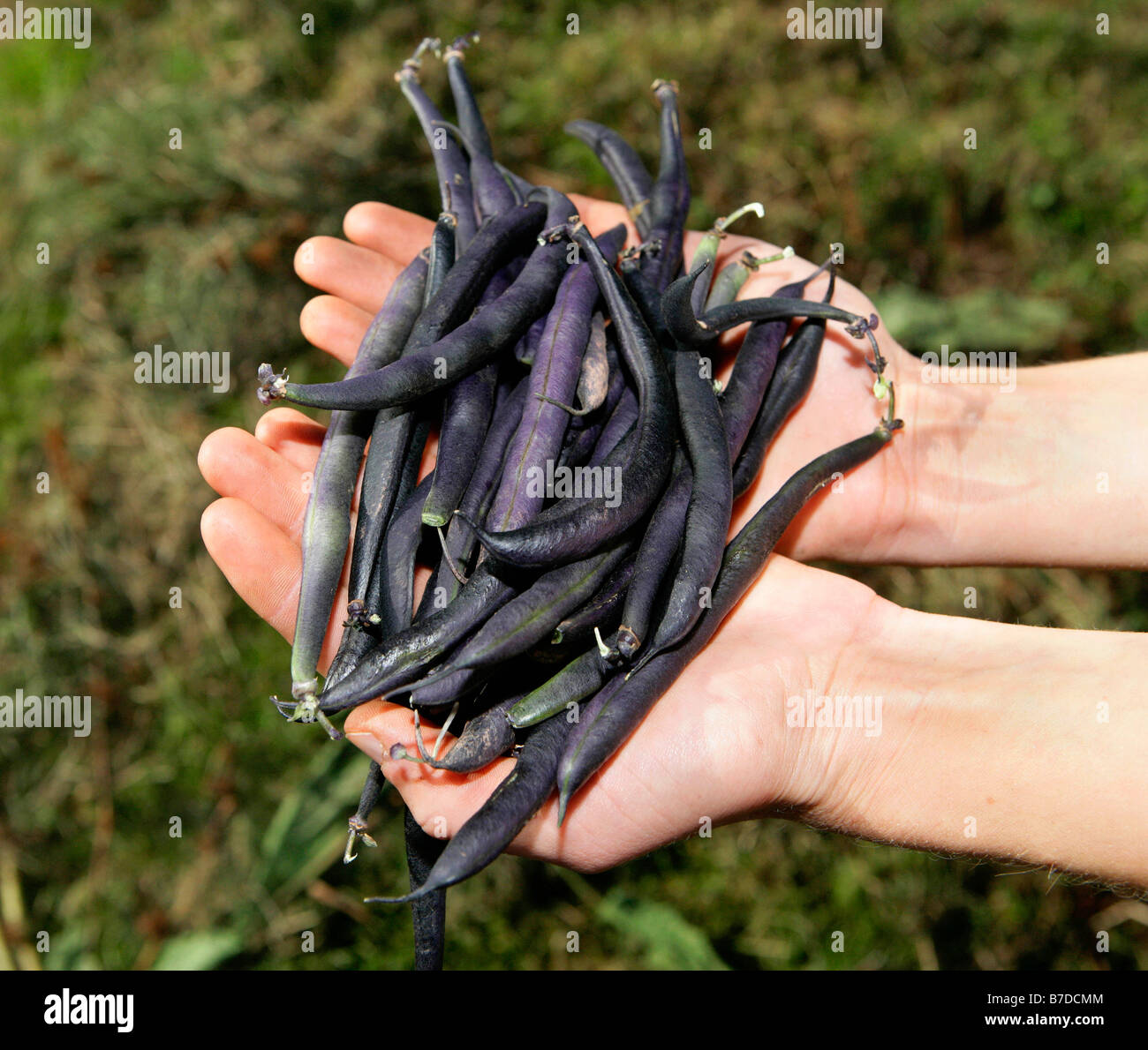 Farmer holds a fresh crop bean pods in his hands, organic vegetables ...