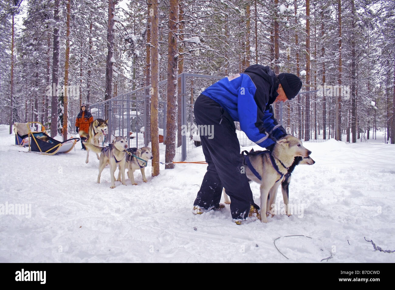 Siberian Husky (Canis lupus f. familiaris), Visiting husky farm at ...