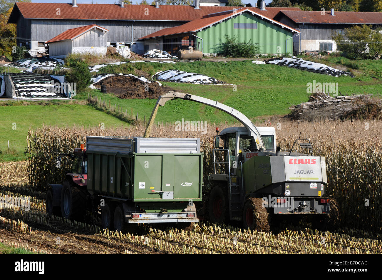 Cereal Corn Ensilage High Resolution Stock Photography and Images - Alamy