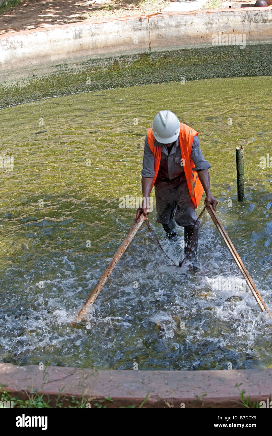 Aquaculture fish ponds hi-res stock photography and images - Alamy