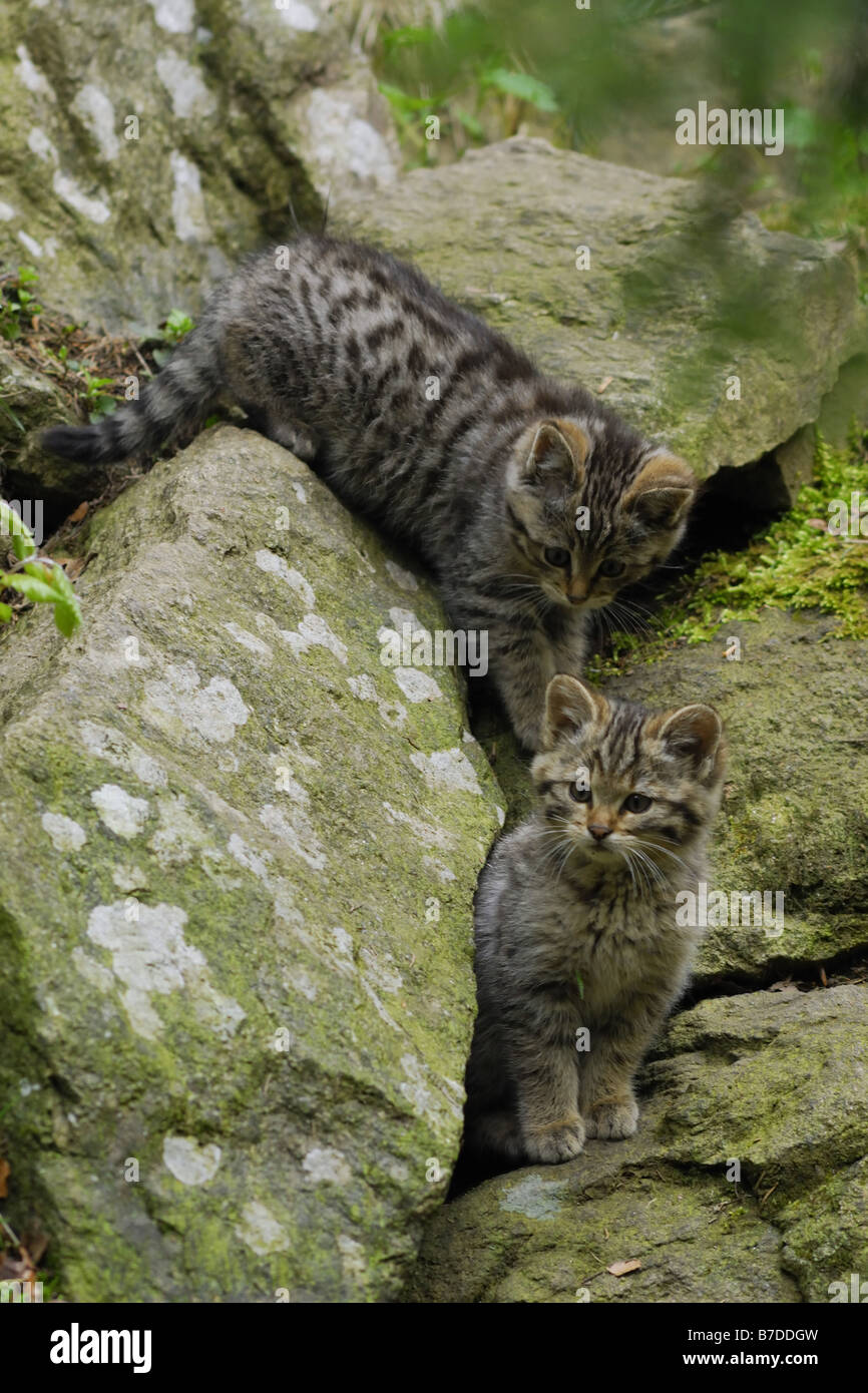 European wildcat, forest wildcat (Felis silvestris silvestris), two ...