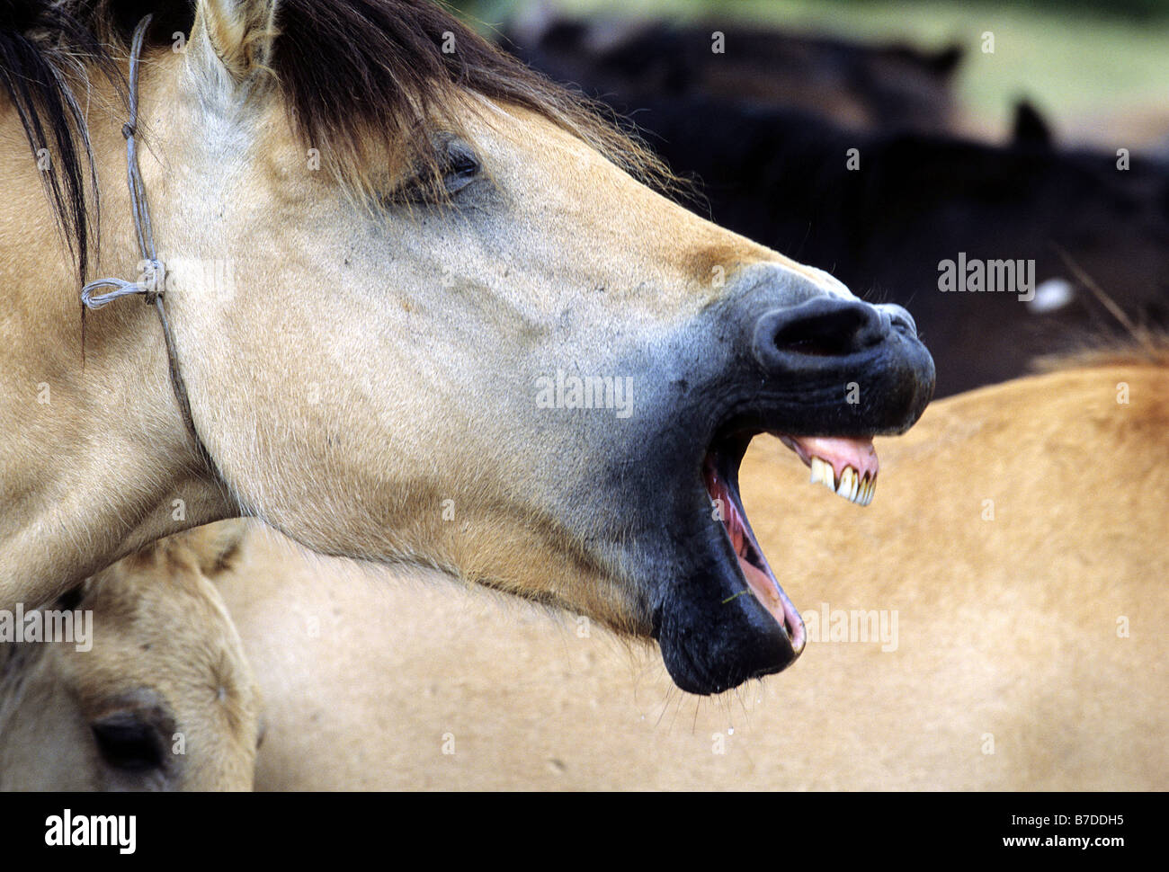 Horse neighing hi-res stock photography and images - Alamy
