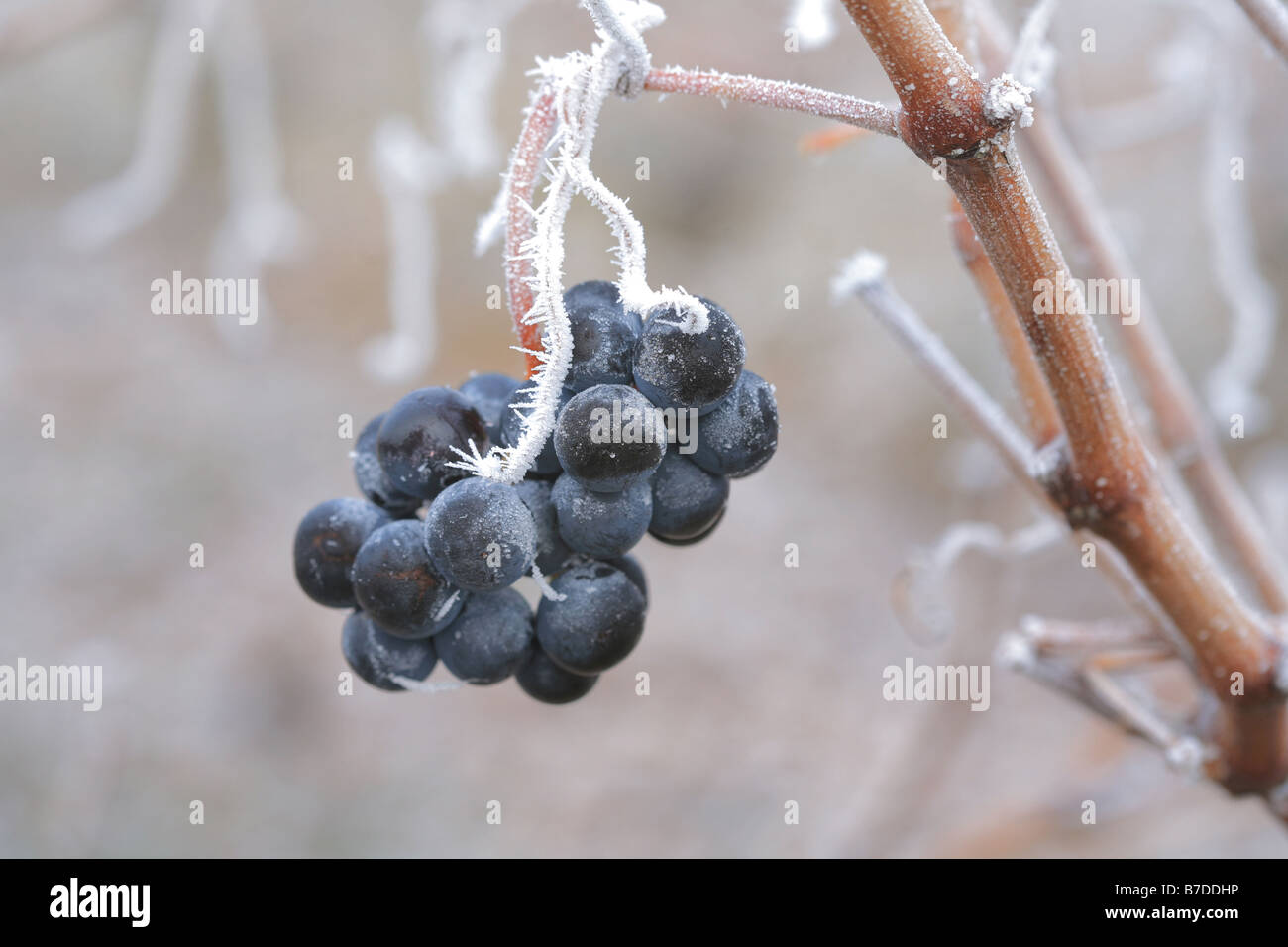 Grape leave hi-res stock photography and images - Alamy