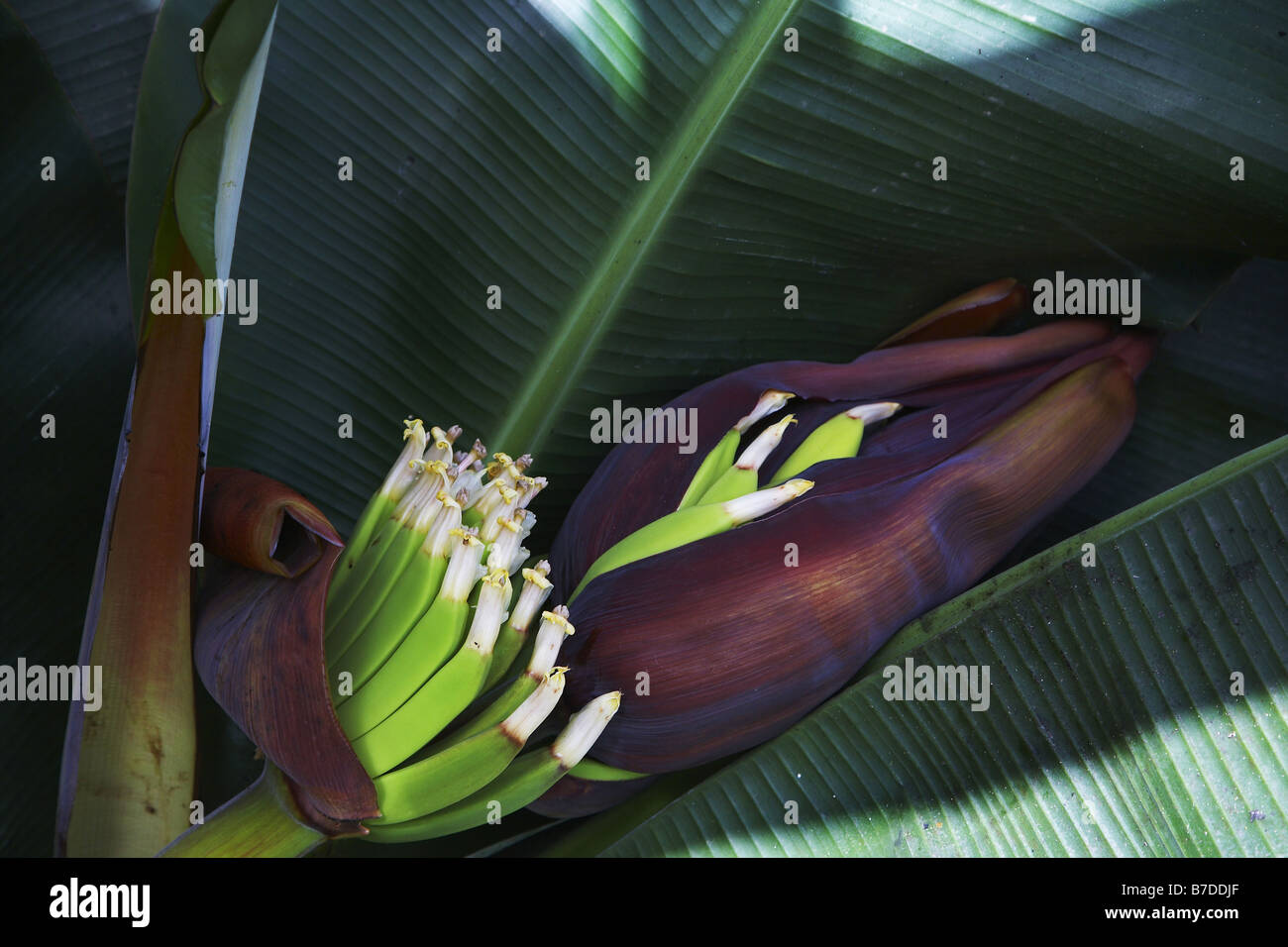 banana (Musa paradisiaca, Musa x paradisiaca), inflorescence with young ...