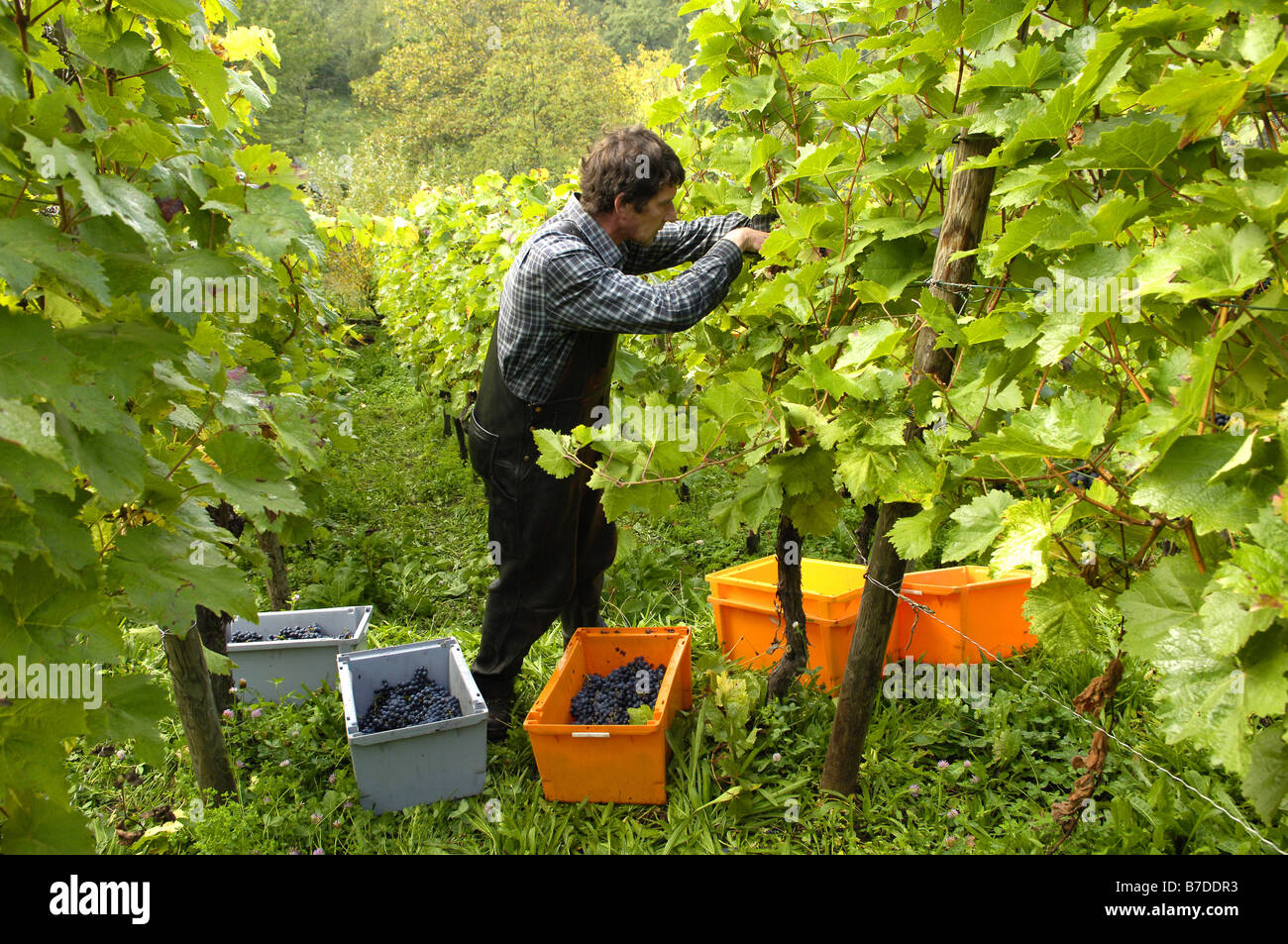 Cutting grapes off vine hi-res stock photography and images - Alamy