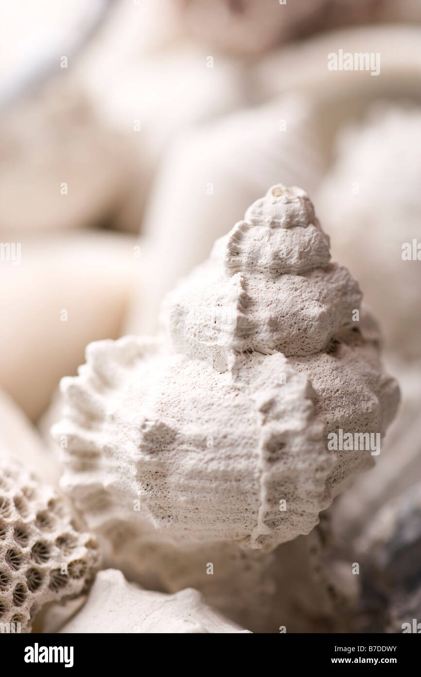 Fossilized shell hi-res stock photography and images - Alamy