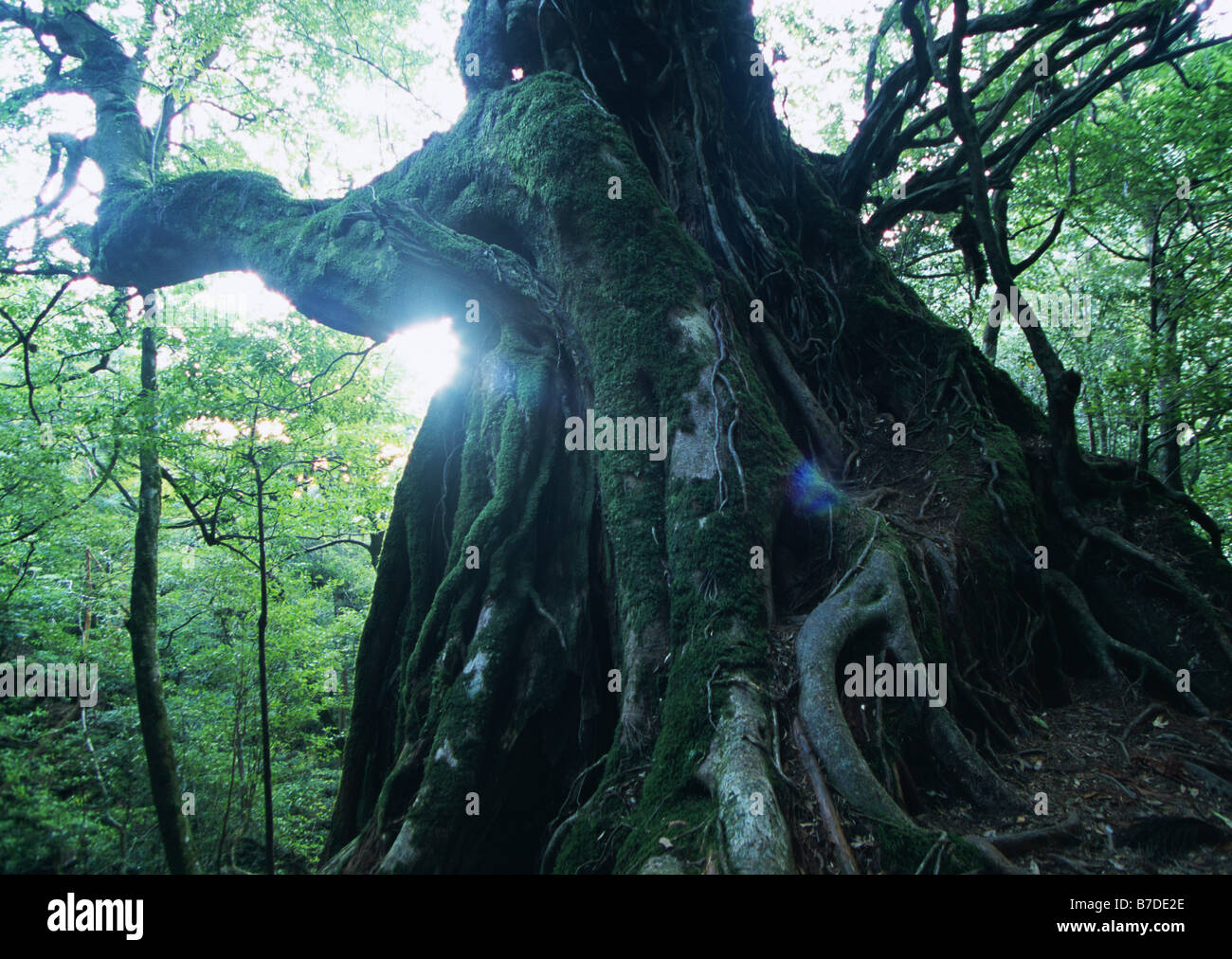 Japan world heritage yaku hi-res stock photography and images - Alamy