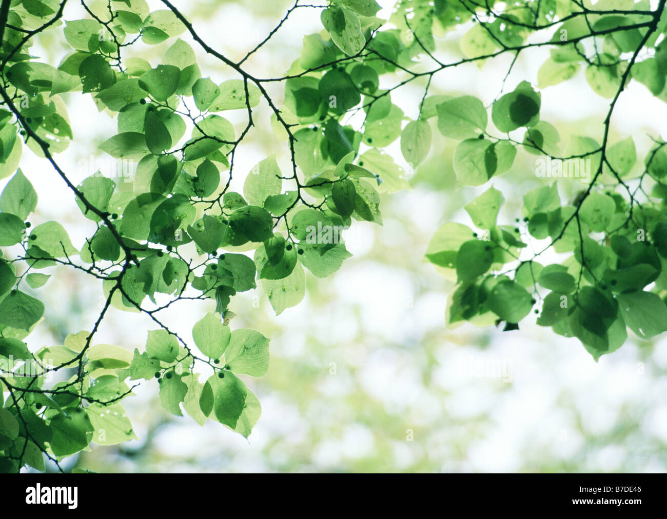 Nettle tree hi-res stock photography and images - Alamy