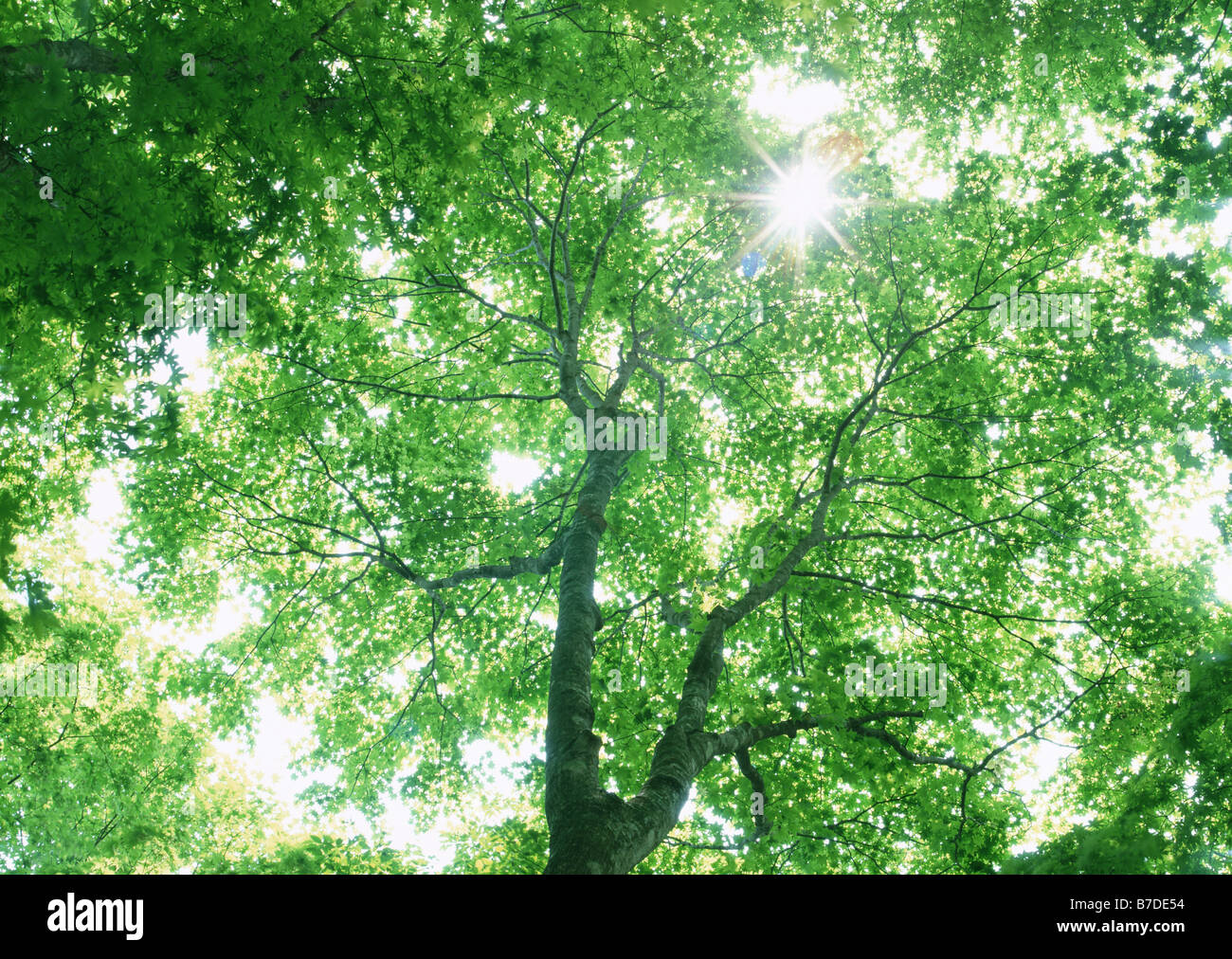 Sunlight Streaming Through the Leaves of Trees Stock Photo - Alamy
