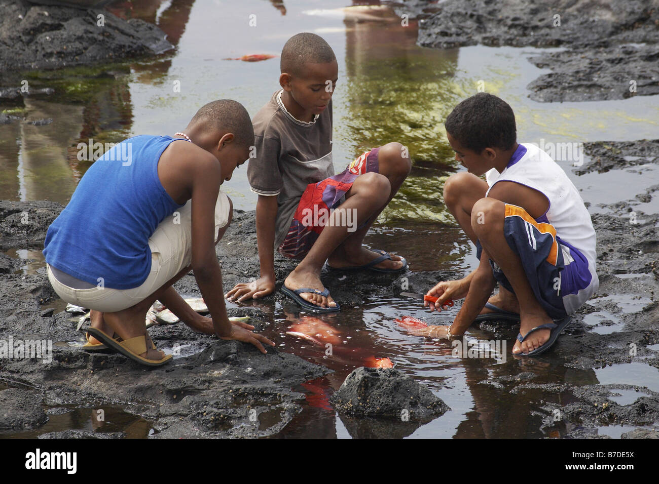children disembowel fishes after fishing at the harbour, Cap Verde ...