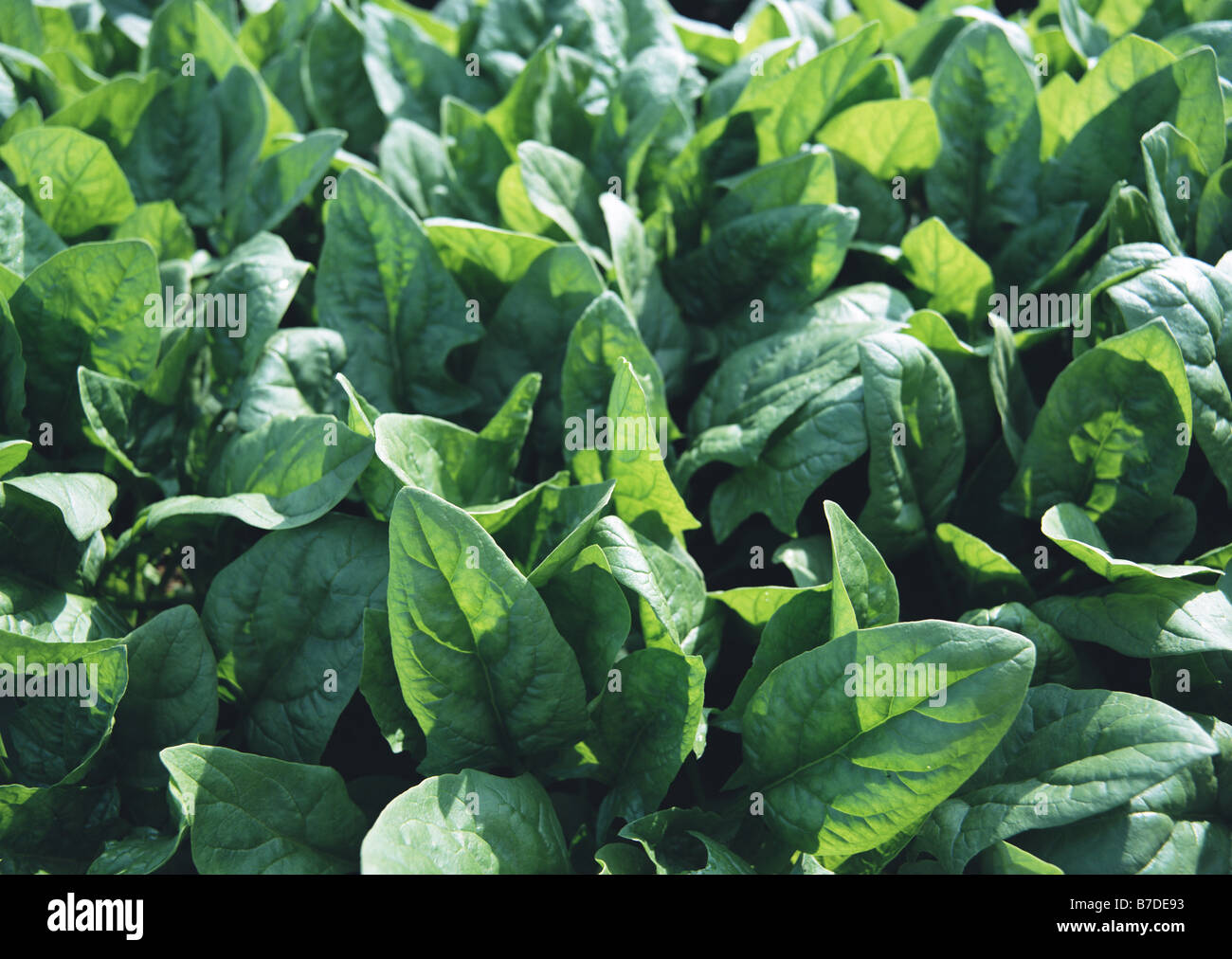 Spinach garden winter hi-res stock photography and images - Alamy