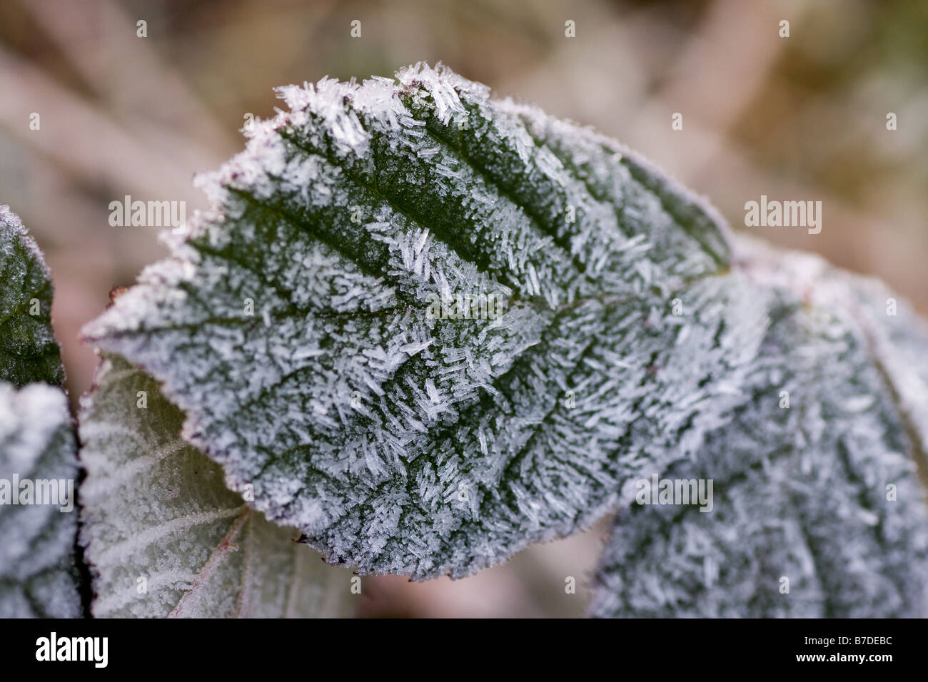 Leaf with Frost Stock Photo - Alamy