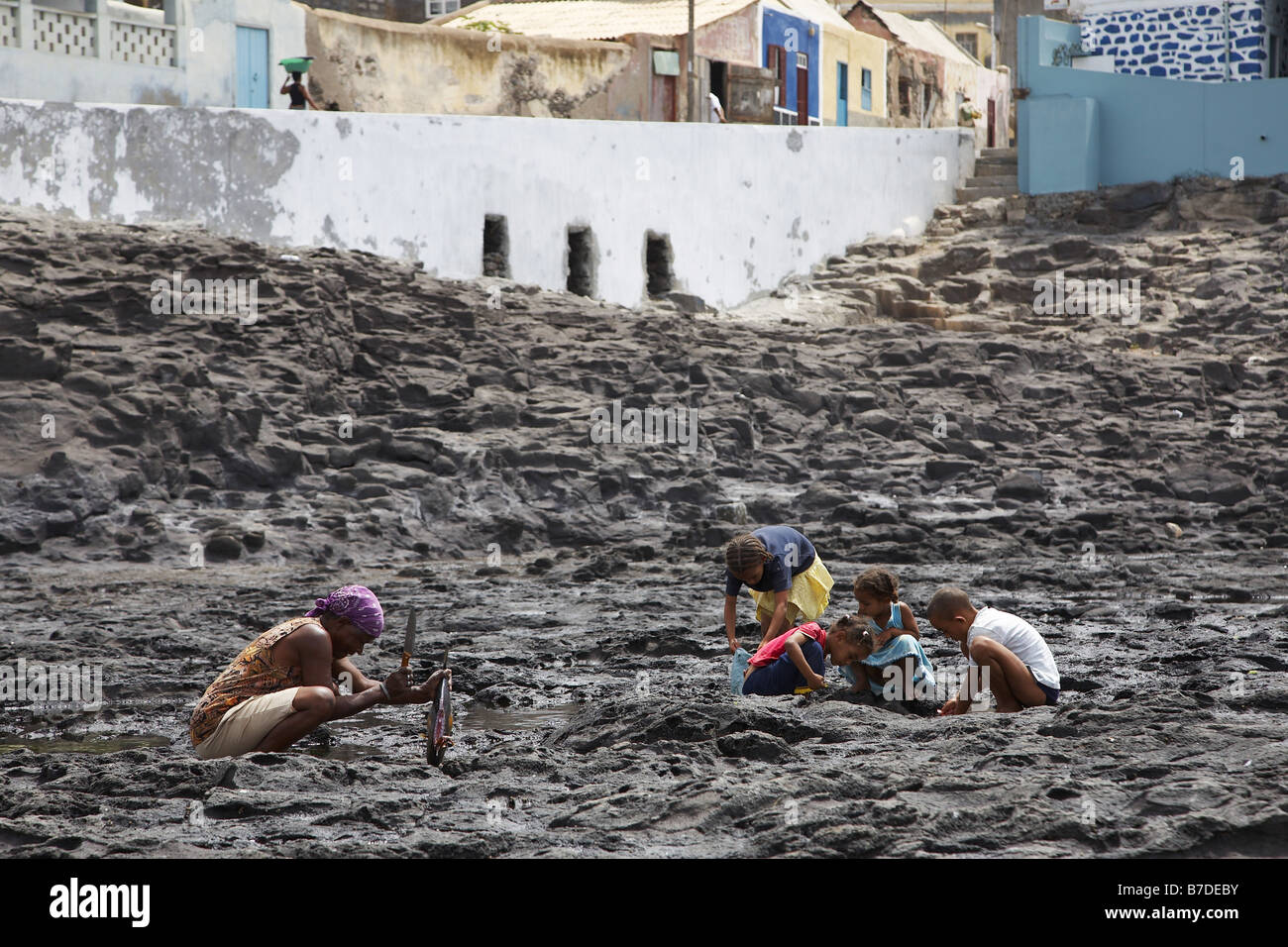 natives disembowel fishes after fishing at the harbour, Cap Verde ...