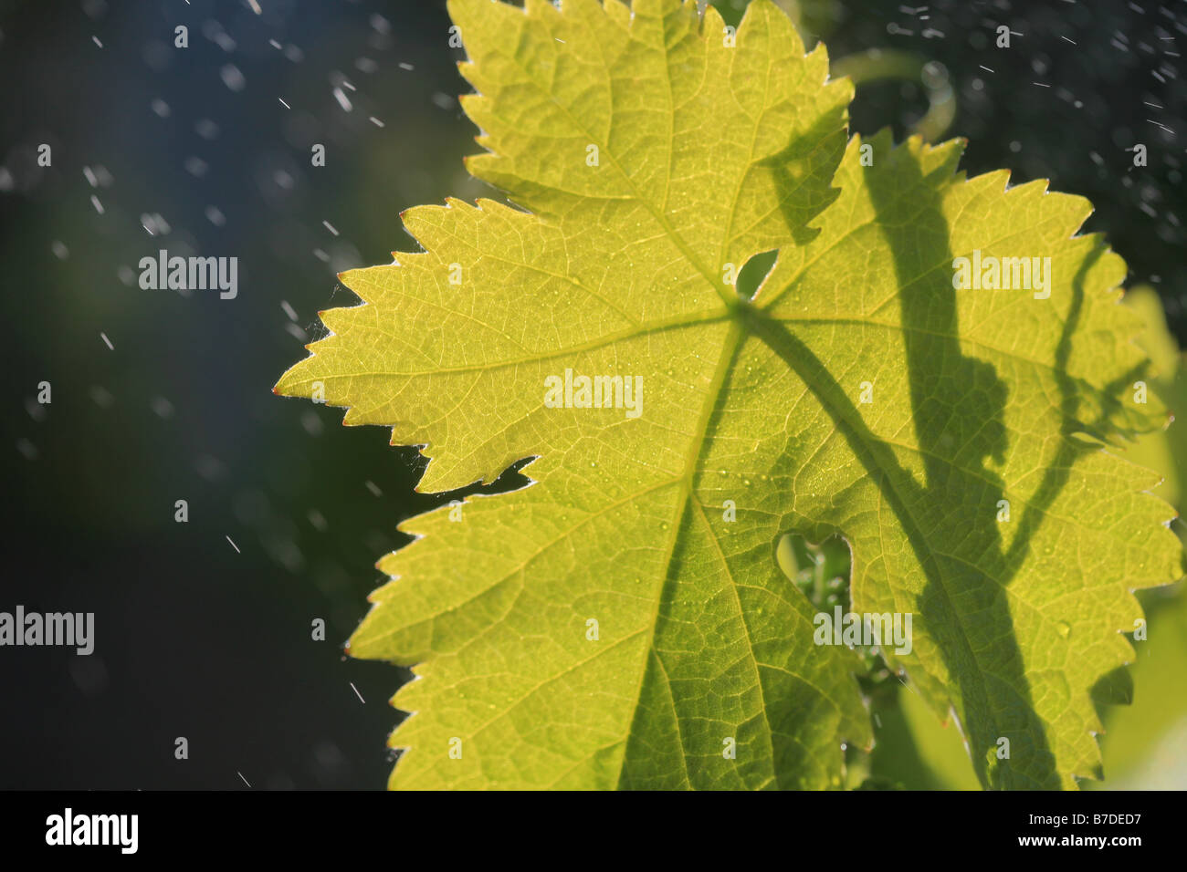 Leave and vine hi-res stock photography and images - Alamy