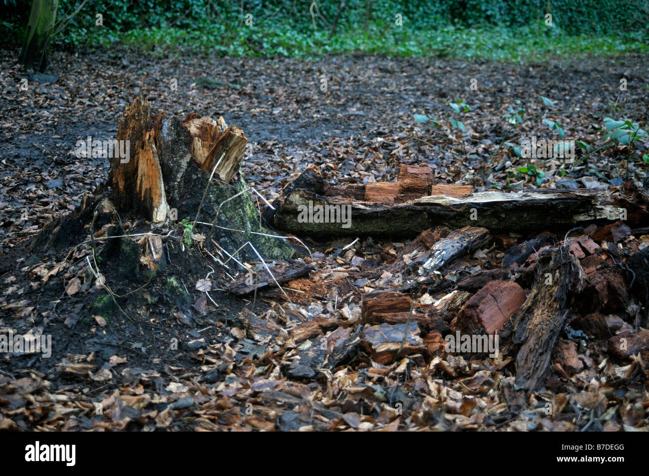 A rotting tree stump Stock Photo - Alamy