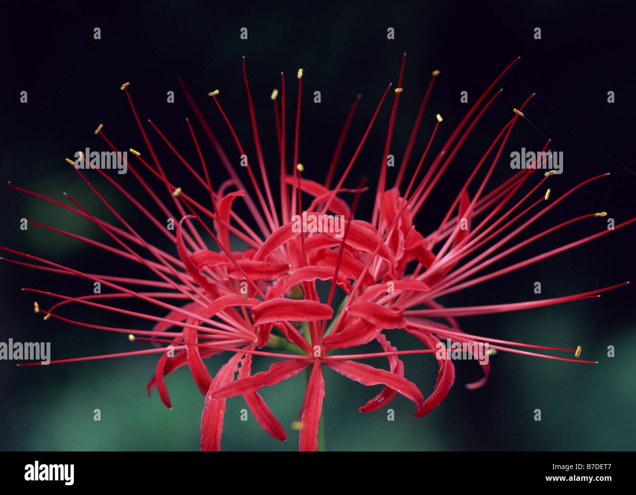 Red spider lily close hi-res stock photography and images - Alamy