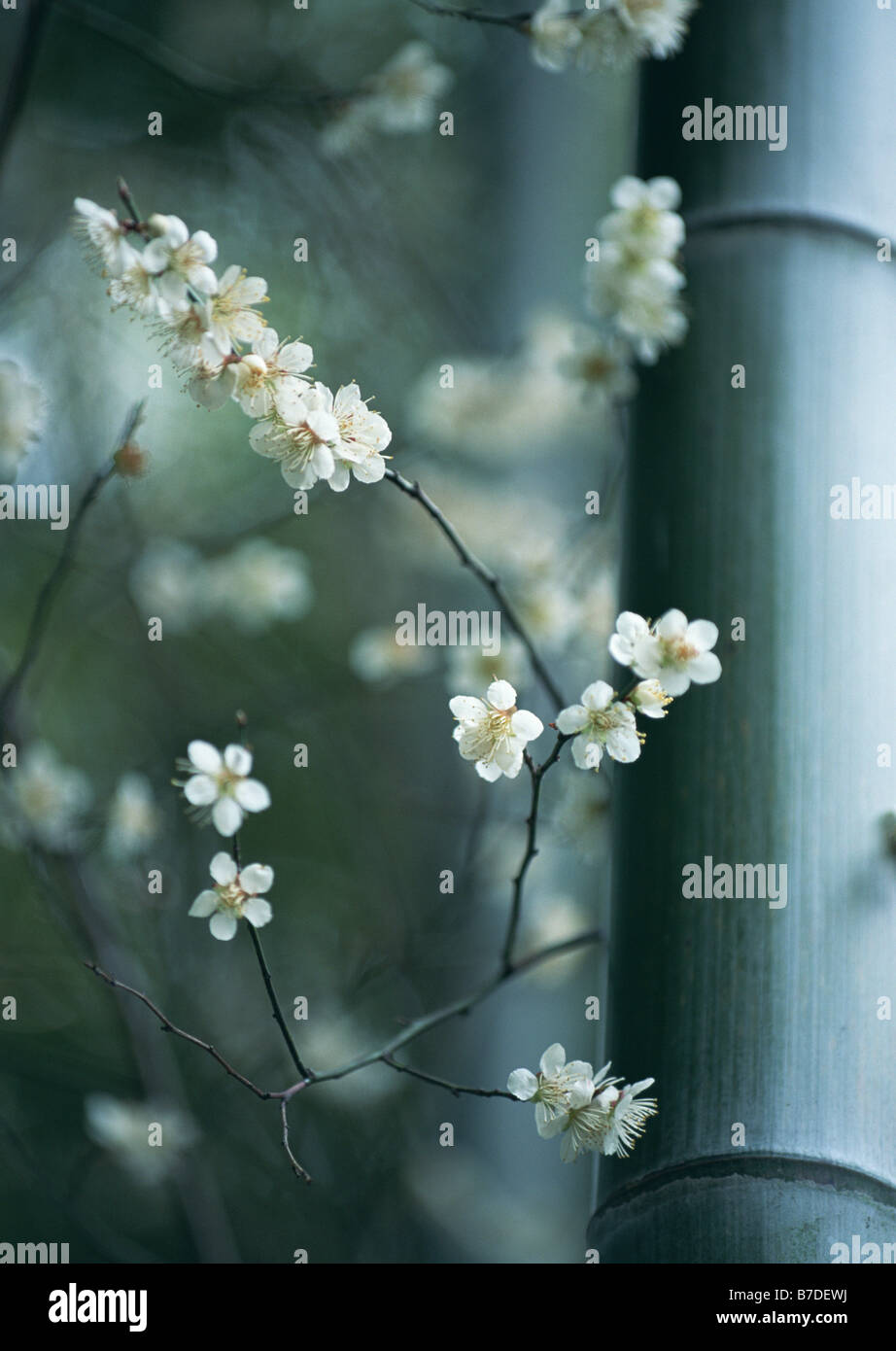 Japanese plum blossom and bamboo Stock Photo - Alamy