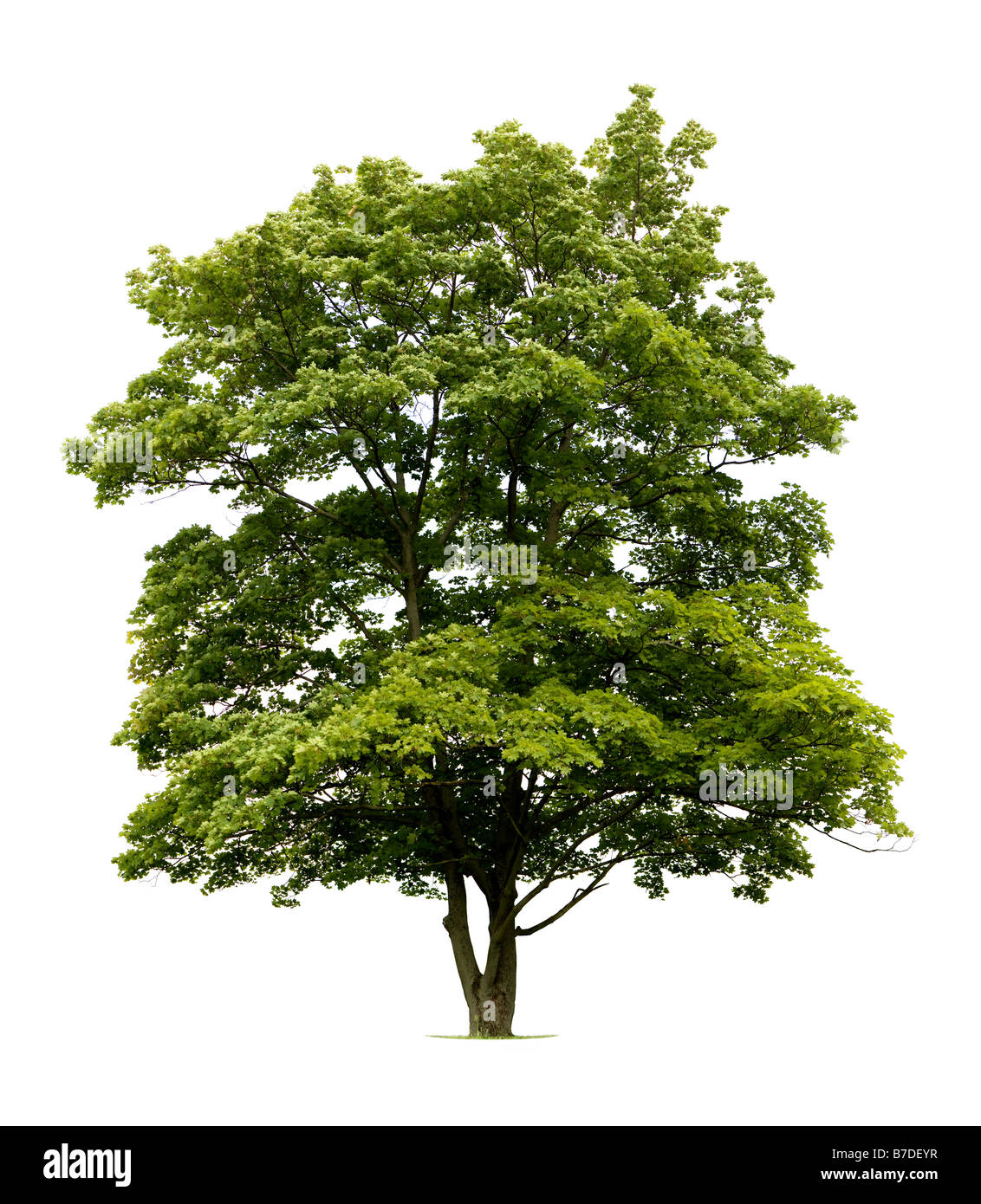 Isolated Maple tree Stock Photo - Alamy