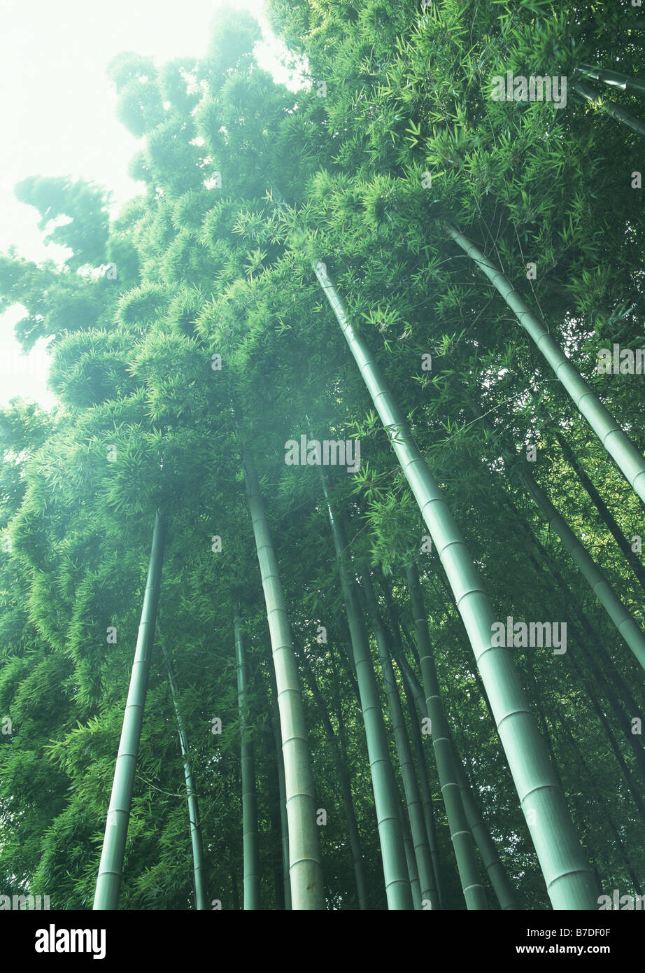 Inside view bamboo forest hi-res stock photography and images - Alamy