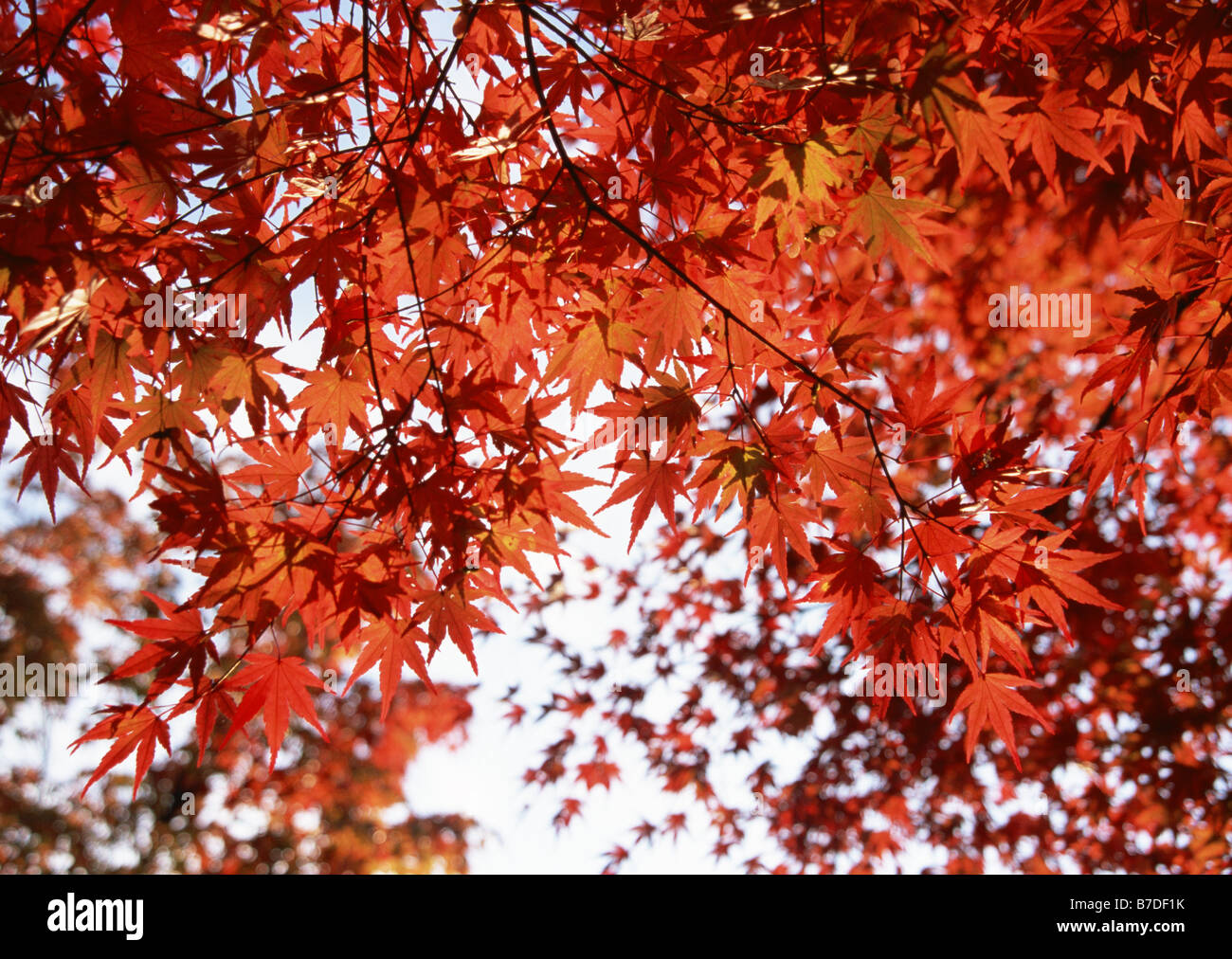 Autumn color of leaves Stock Photo - Alamy