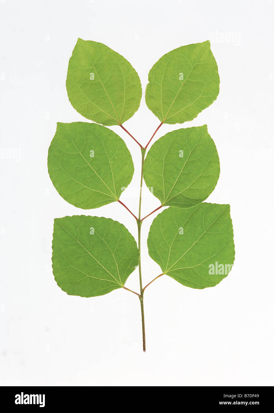 Leaves of Katsura tree Stock Photo - Alamy