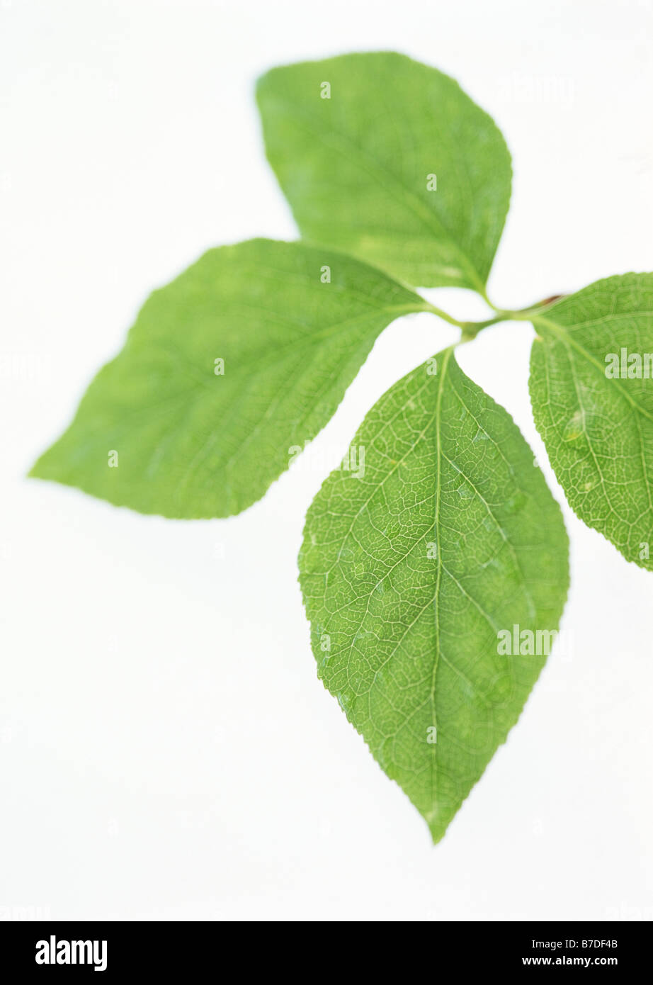 Leaves of Staff vine Stock Photo - Alamy