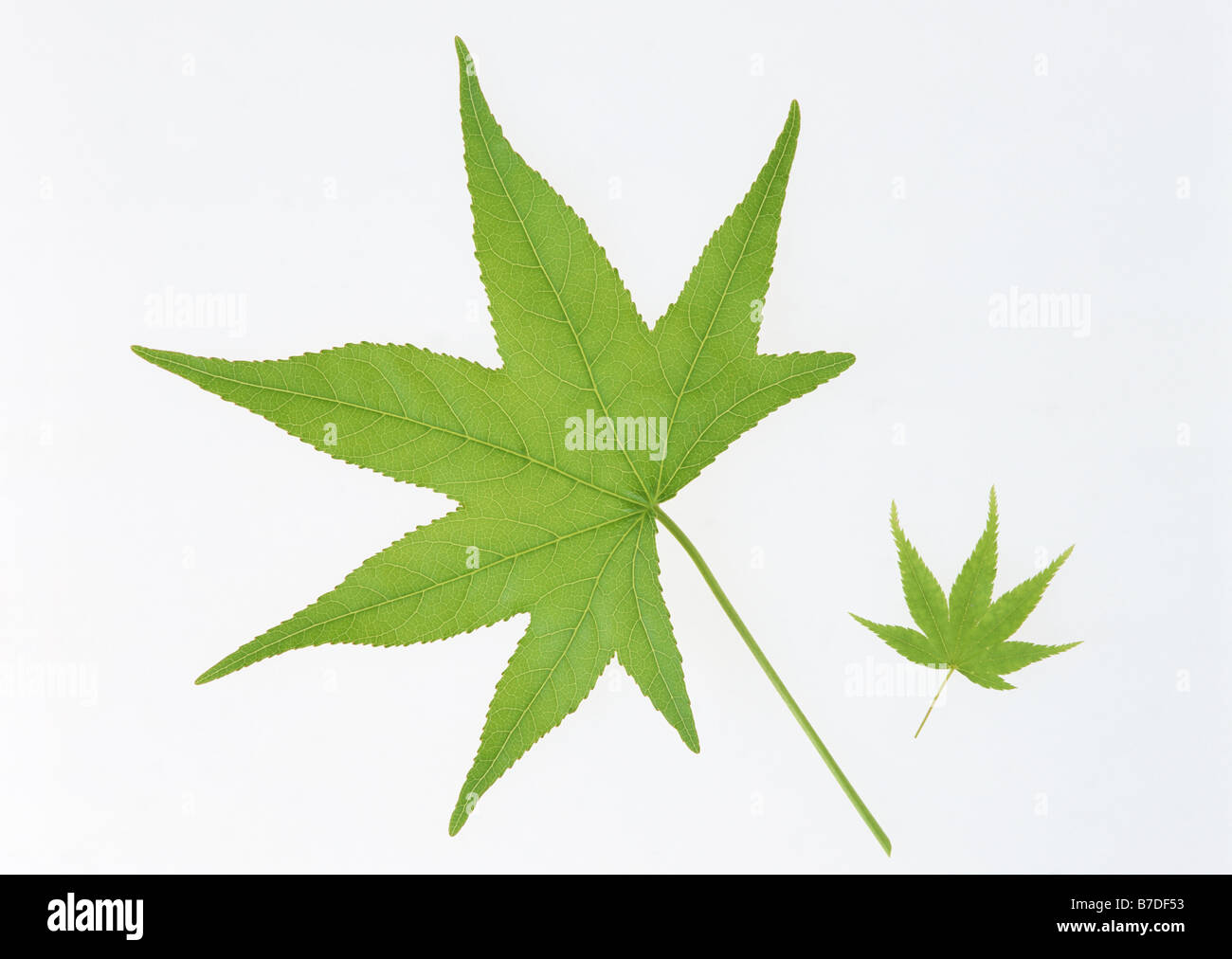 Sweetgum leaf hi-res stock photography and images - Alamy