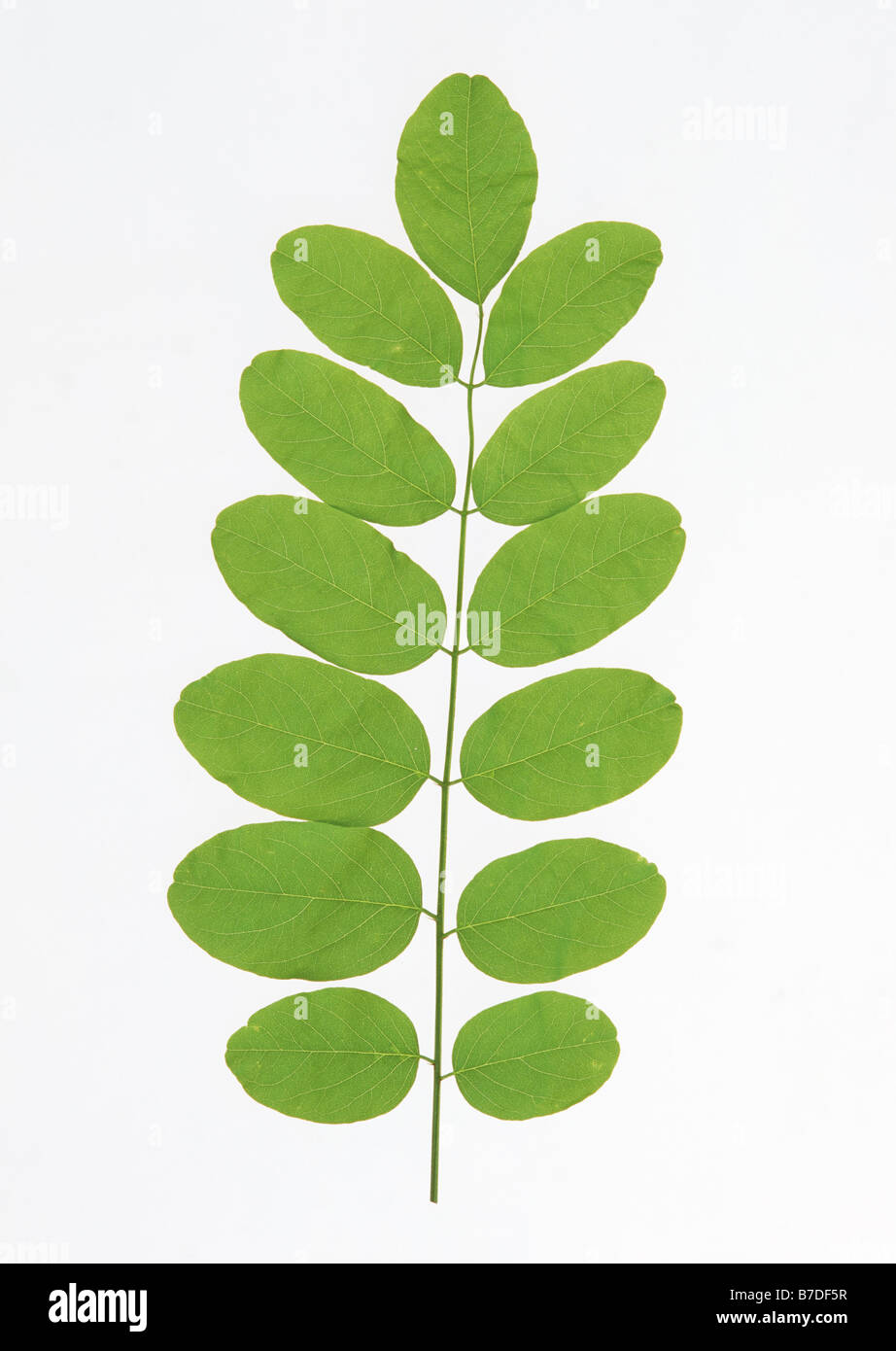 Leave-stem of locust Stock Photo - Alamy