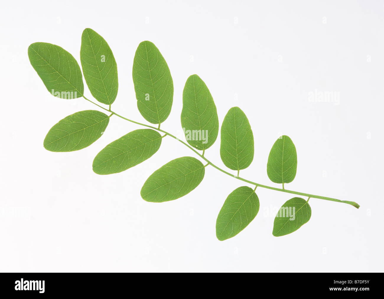 Leave stem hi-res stock photography and images - Alamy