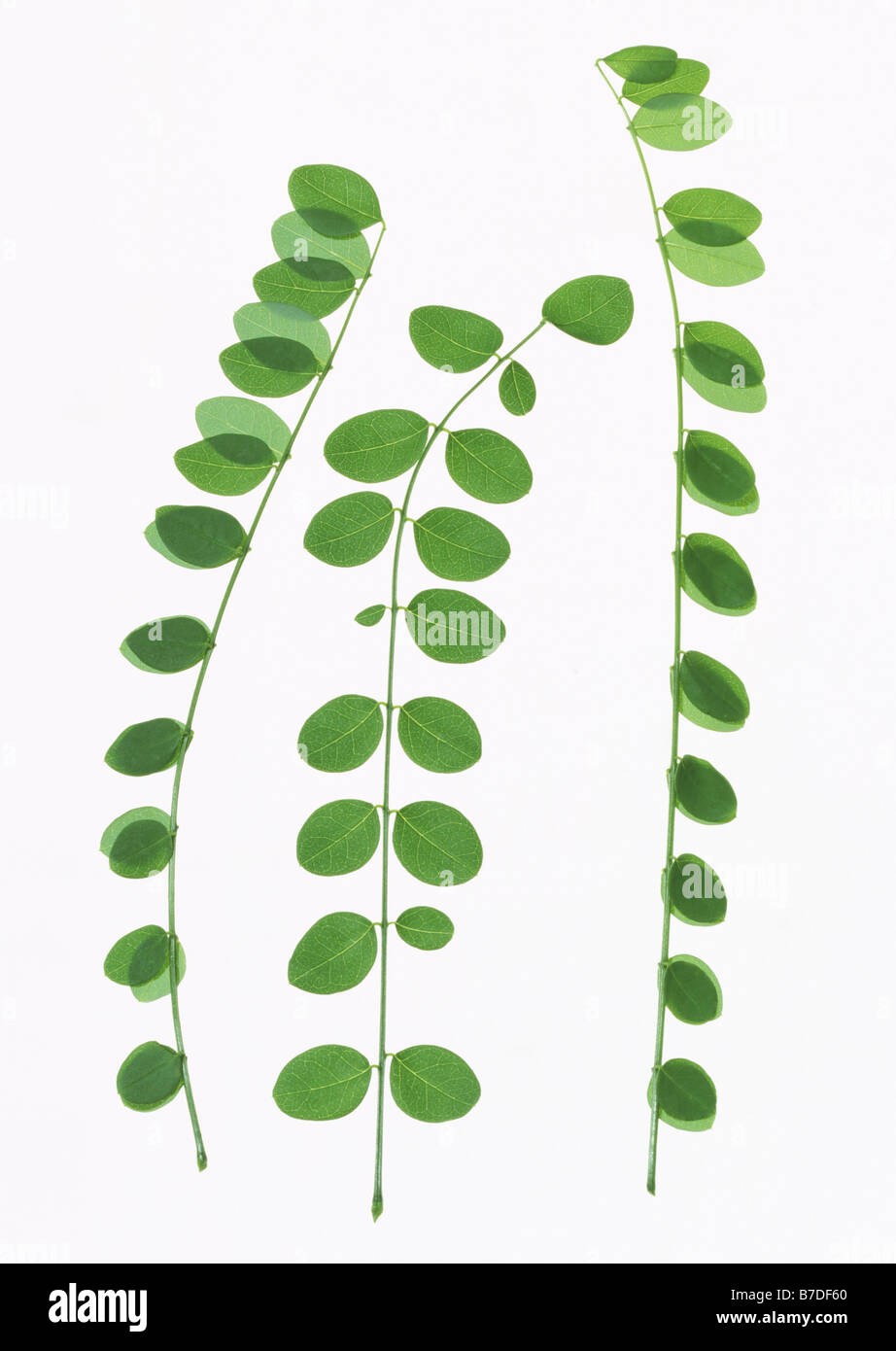 Leave-stems of locust Stock Photo - Alamy