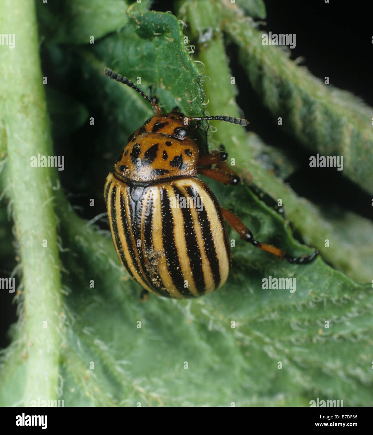 Adult colorado beetle hi-res stock photography and images - Alamy