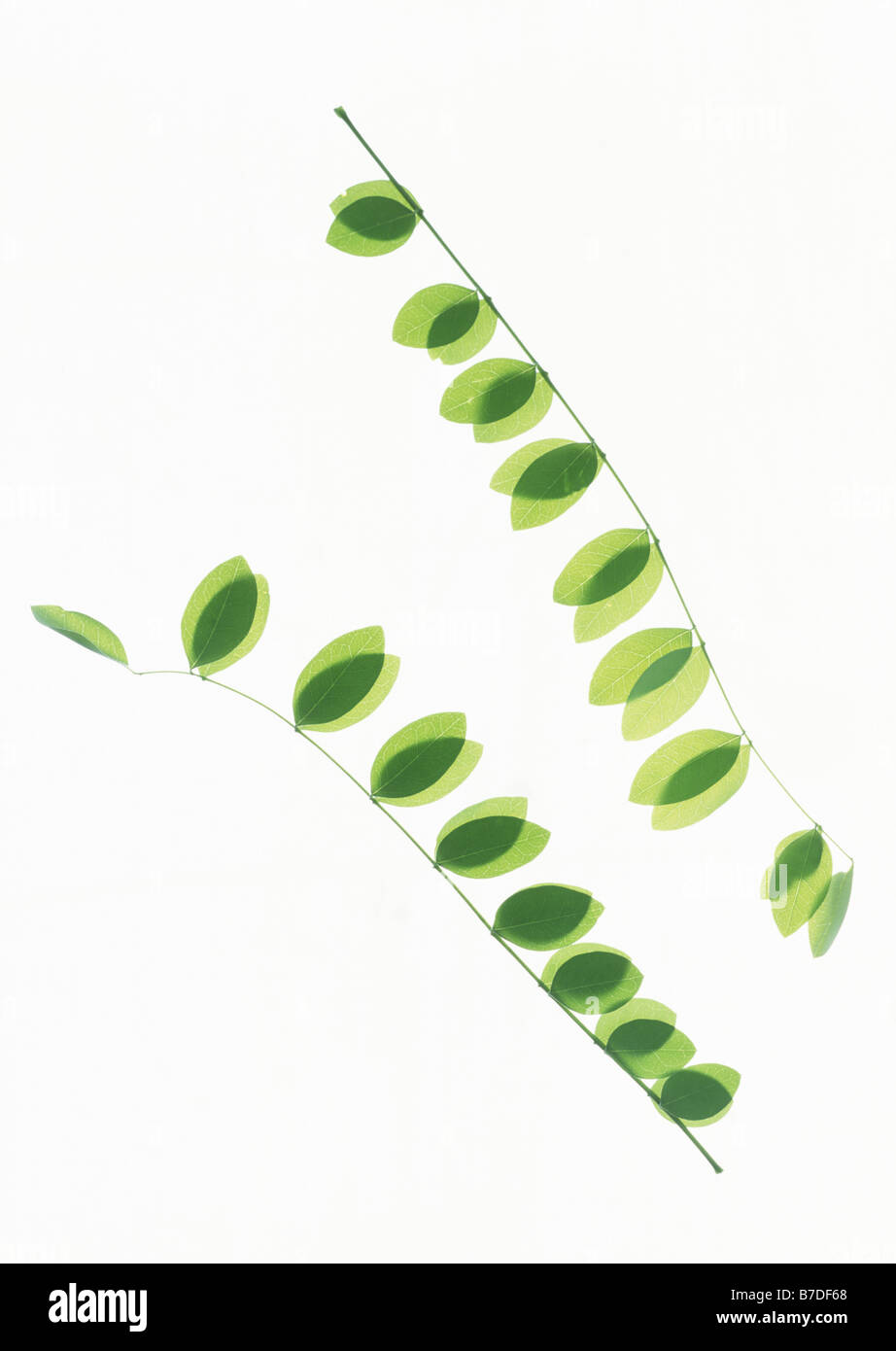 Leave-stems of locust Stock Photo - Alamy