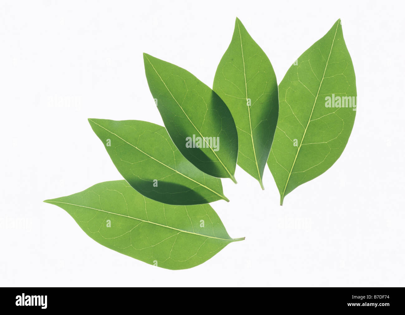 Leaves of Chinese privet Stock Photo - Alamy