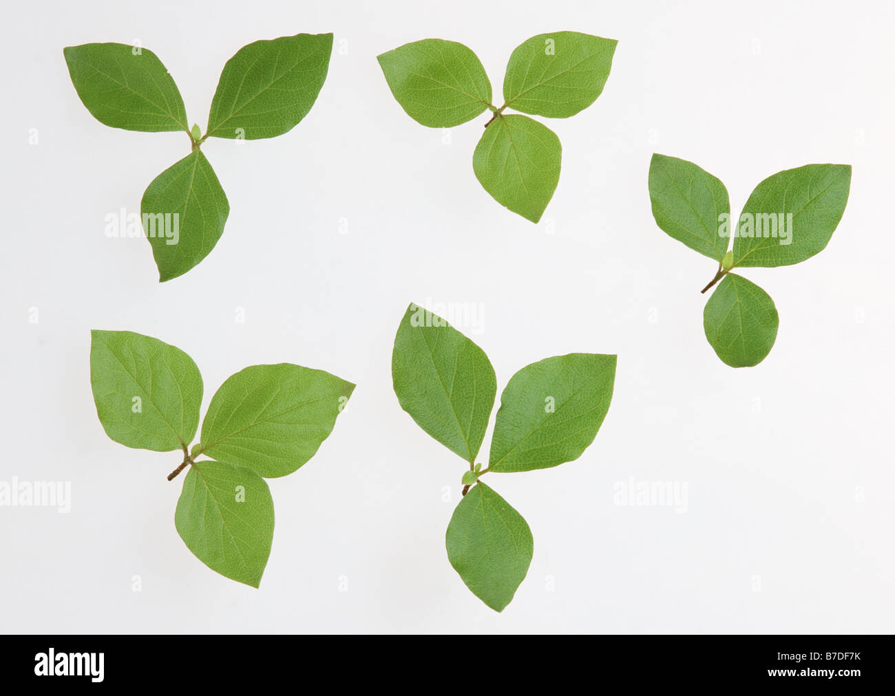 Trifoliate leaves of Azalea Stock Photo - Alamy