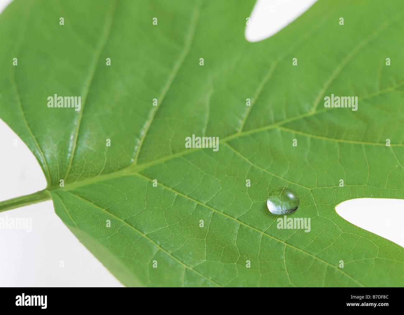 A leaf of Tulip tree Stock Photo - Alamy