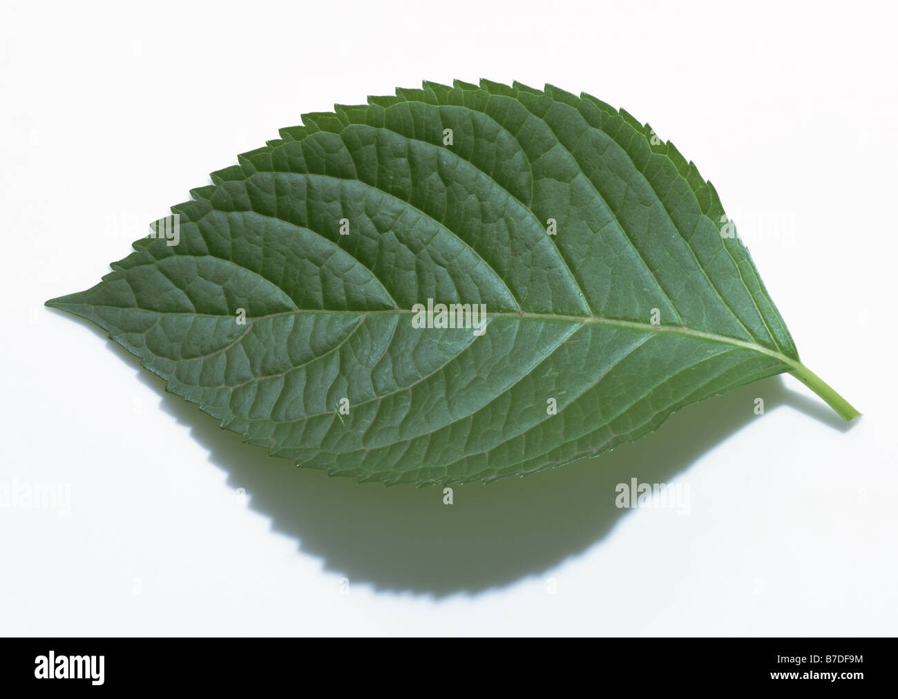 Hydrangea leaf hi-res stock photography and images - Alamy