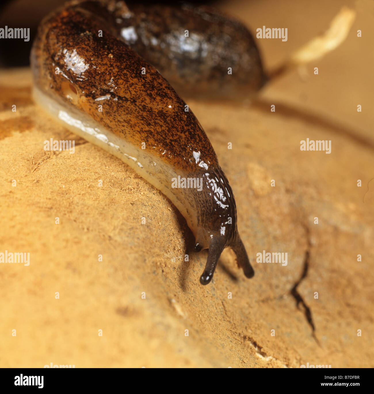 A keeled slug Tandonia budapestensis on a potato tuber Stock Photo - Alamy