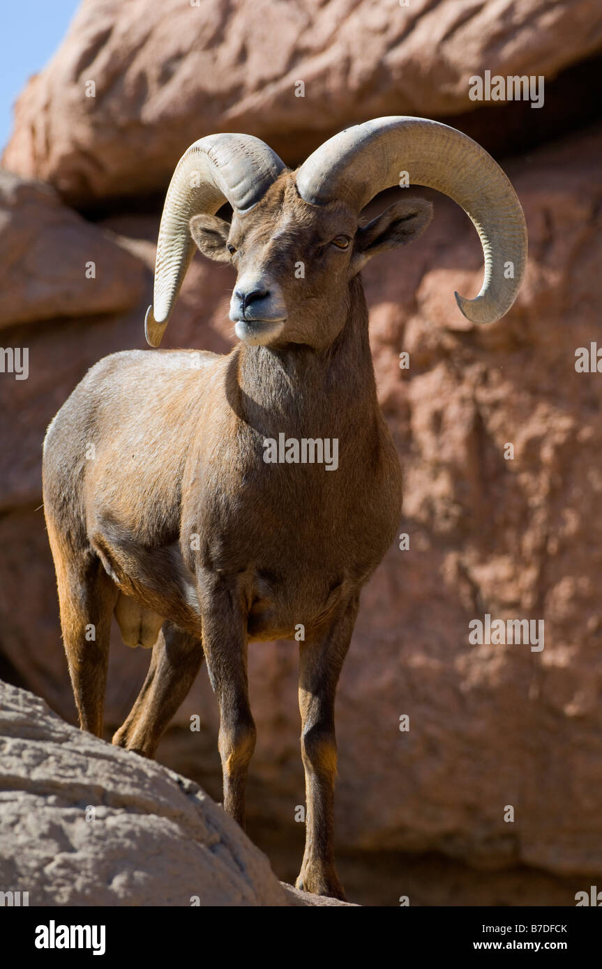 Big horn sheep hi-res stock photography and images - Alamy
