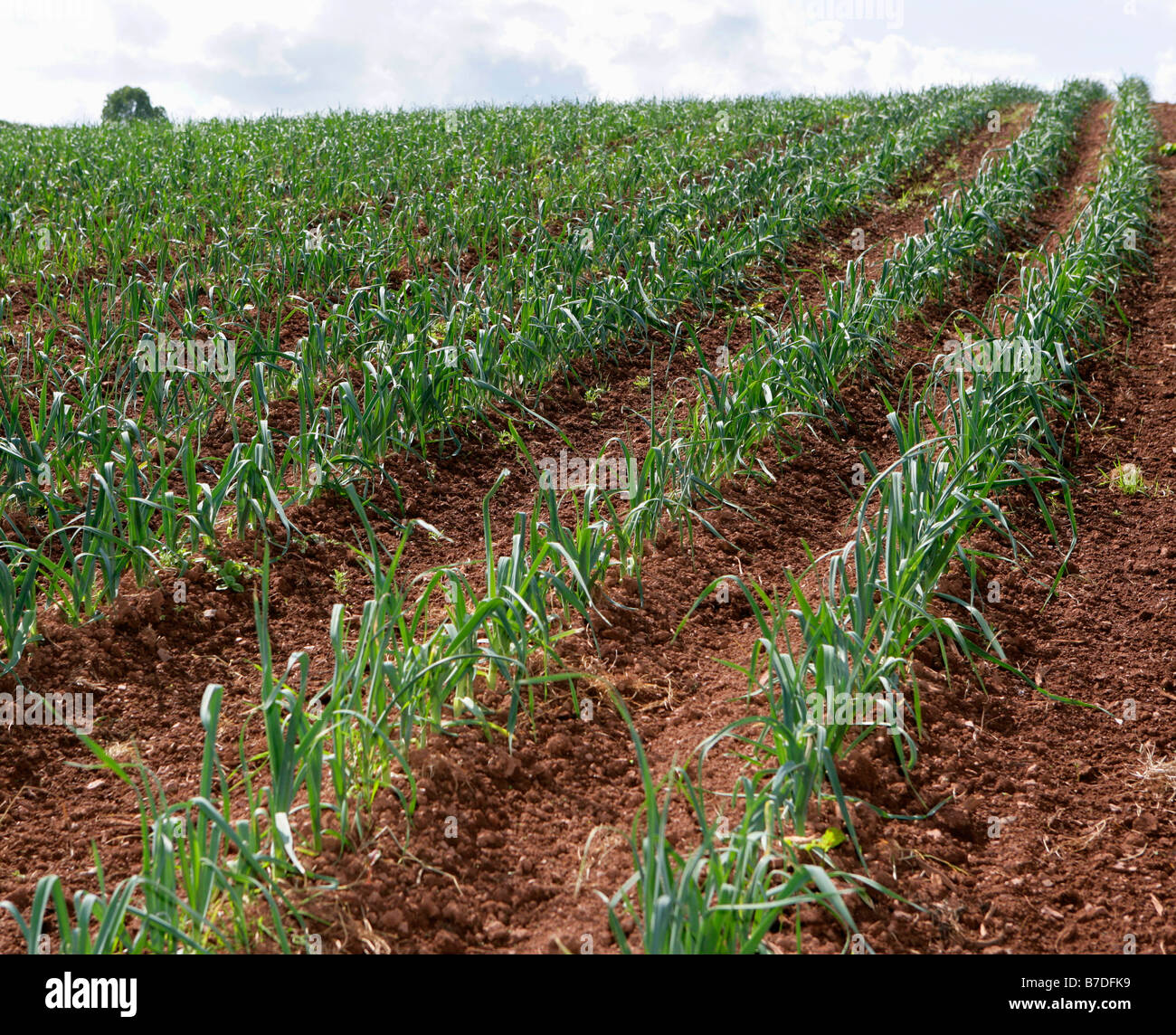 Leek vegetable row hi-res stock photography and images - Alamy