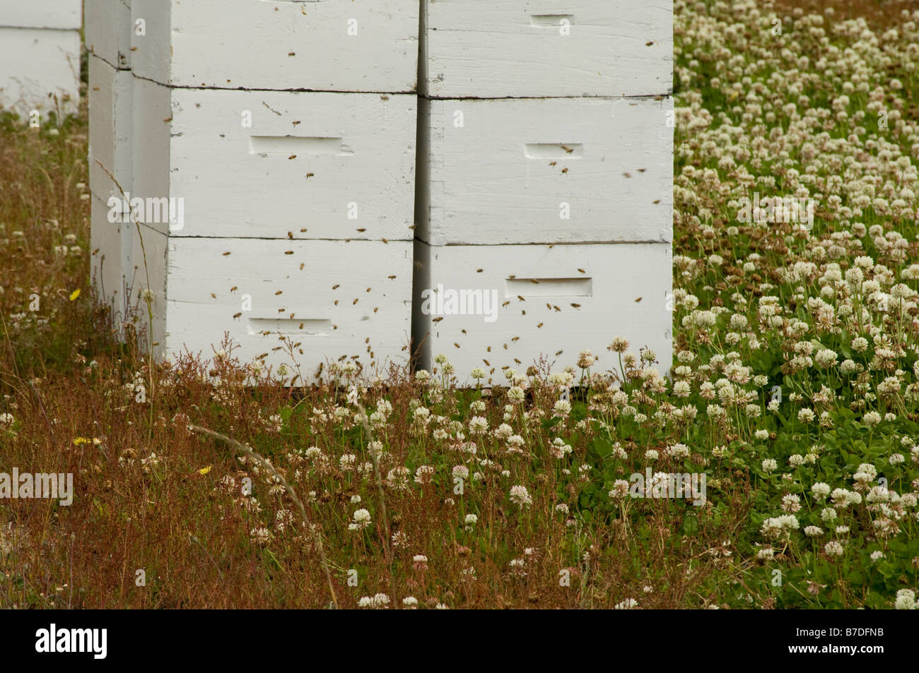 Nitrogen fixing bacteria hi-res stock photography and images - Alamy