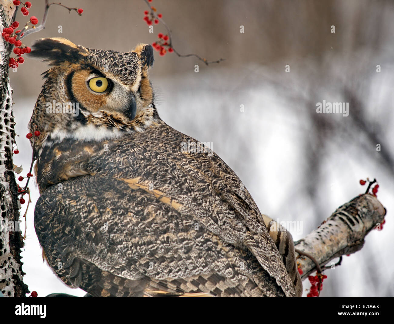 Owl Head Back High Resolution Stock Photography and Images - Alamy