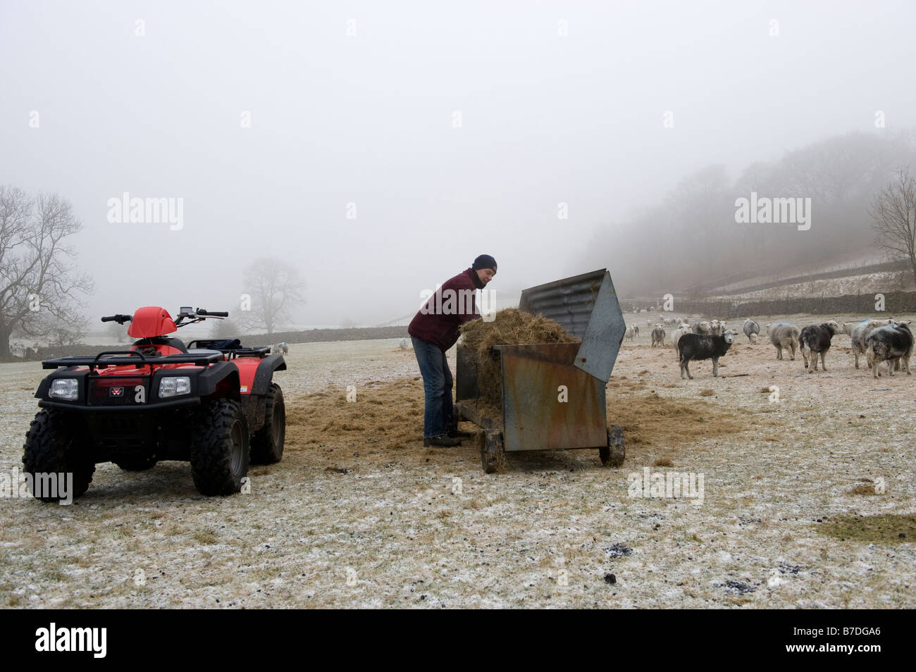 Shepherd with ATV bike putting hay into hay rack for Herdwick sheep to ...