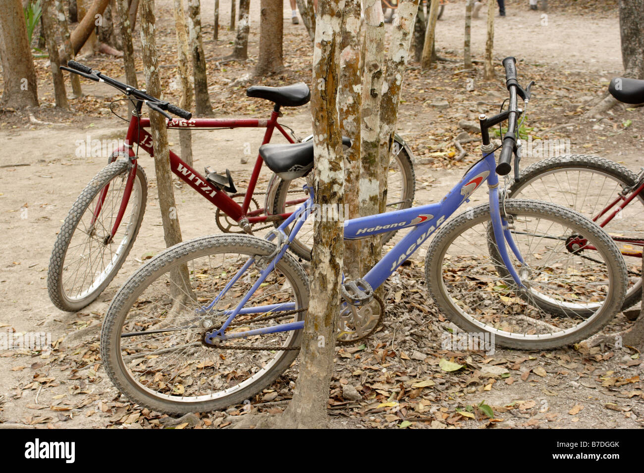 Bicycles against trees, Coba, Mexico Stock Photo - Alamy