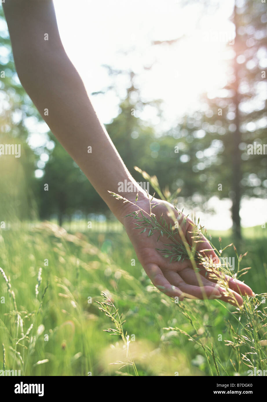 Hand touching grass Stock Photo - Alamy