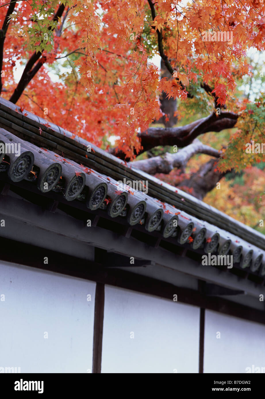 Tinted red leaves and Japanese traditional fence Stock Photo - Alamy
