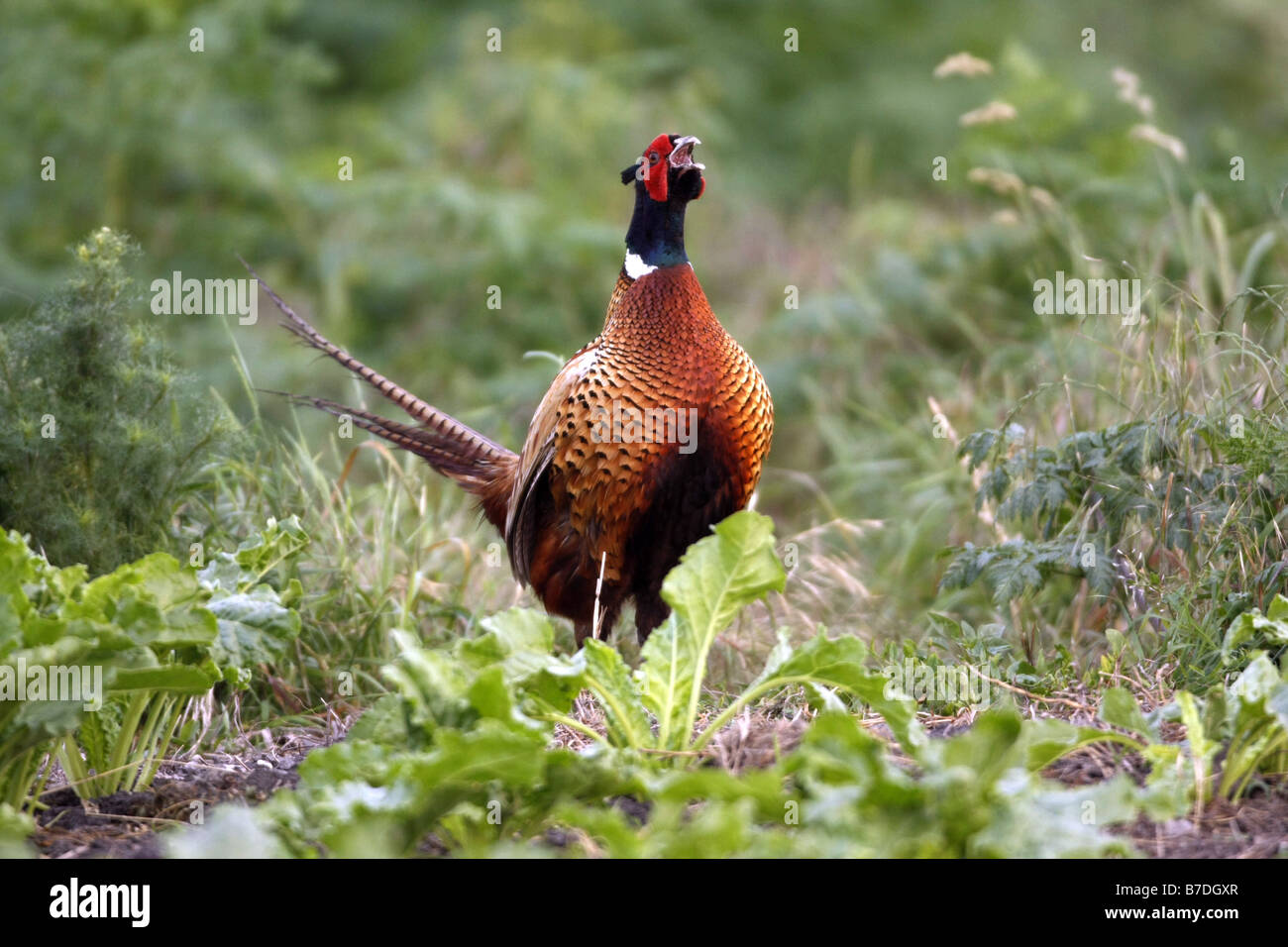 common pheasant, Caucasus Pheasant, Caucasian Pheasant (Phasianus ...