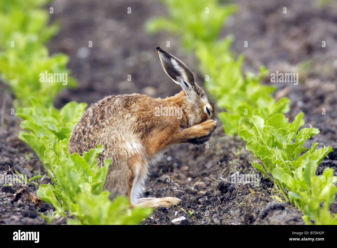 European hare (Lepus europaeus), grooming in a field, Austria ...