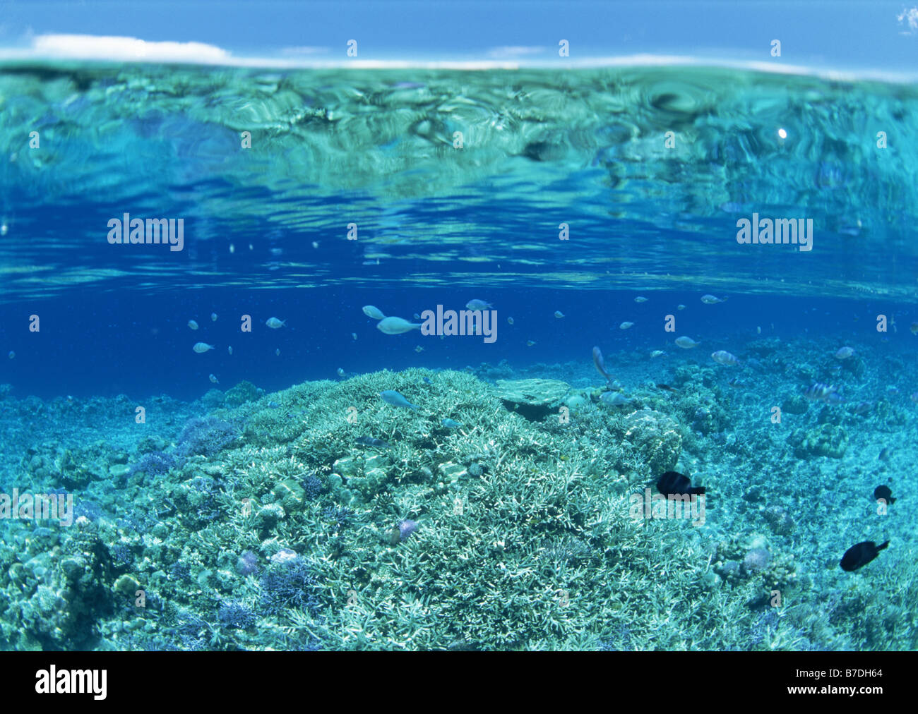 Coral reef teeming with tropical fish Stock Photo - Alamy