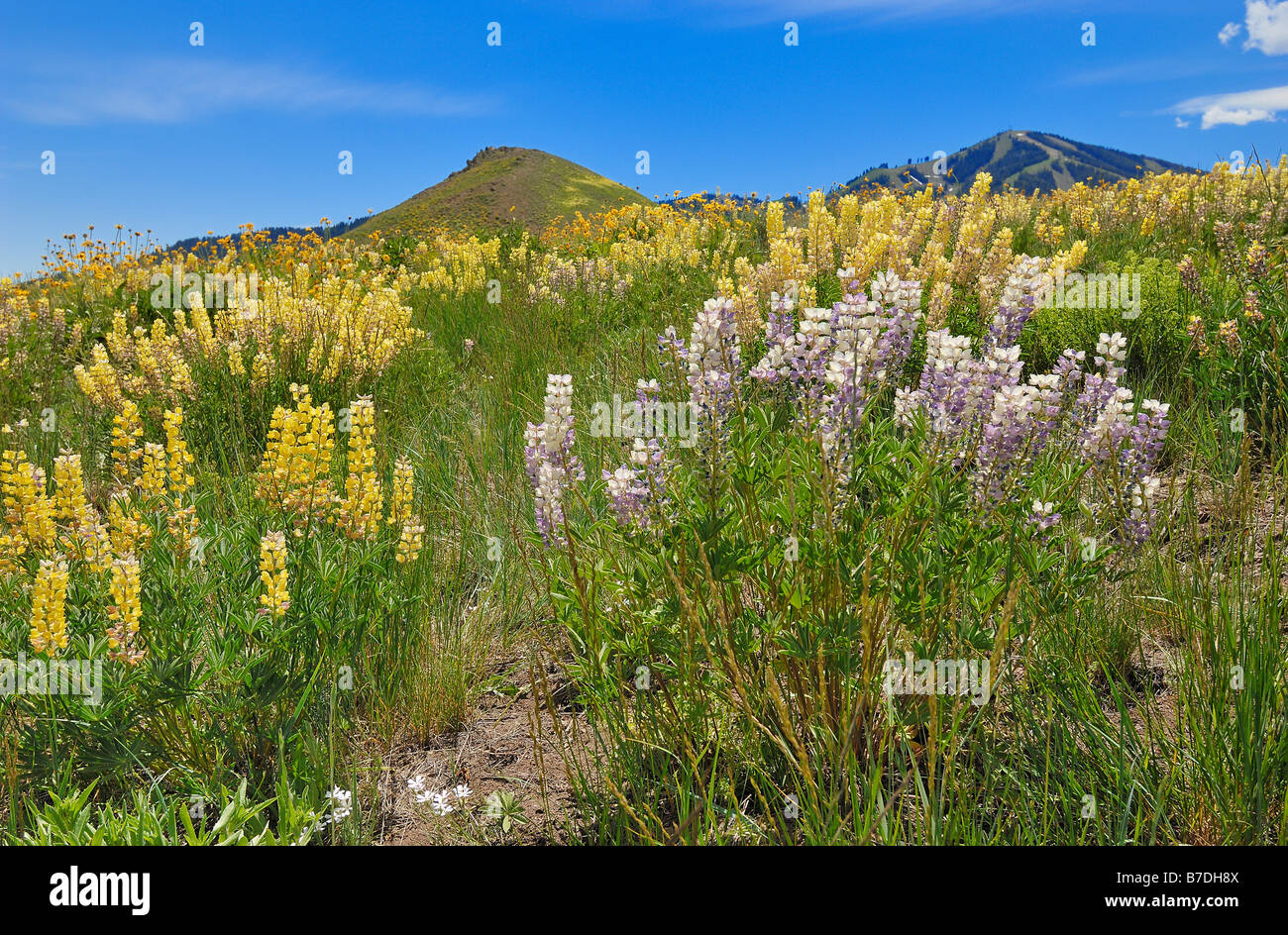 Hillside covered with wild flowers at the ski resort of Sun Valley in ...
