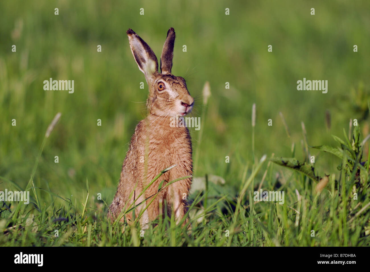 European hare (Lepus europaeus), sitting in grass, Germany, North Rhine ...